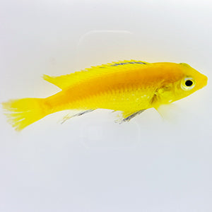 Electric Yellow Lab – www.coralreeftn.com