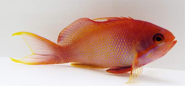 Lyretail Anthias Male – www.coralreeftn.com