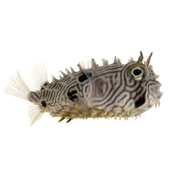 Spiny Box Puffer Caribbean – www.coralreeftn.com