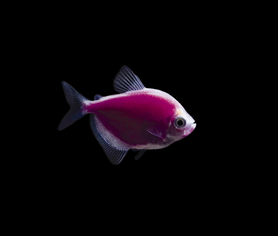 Glofish Electric Green Tetra 1 Inch Tampa Bay Cichlids Other Fish