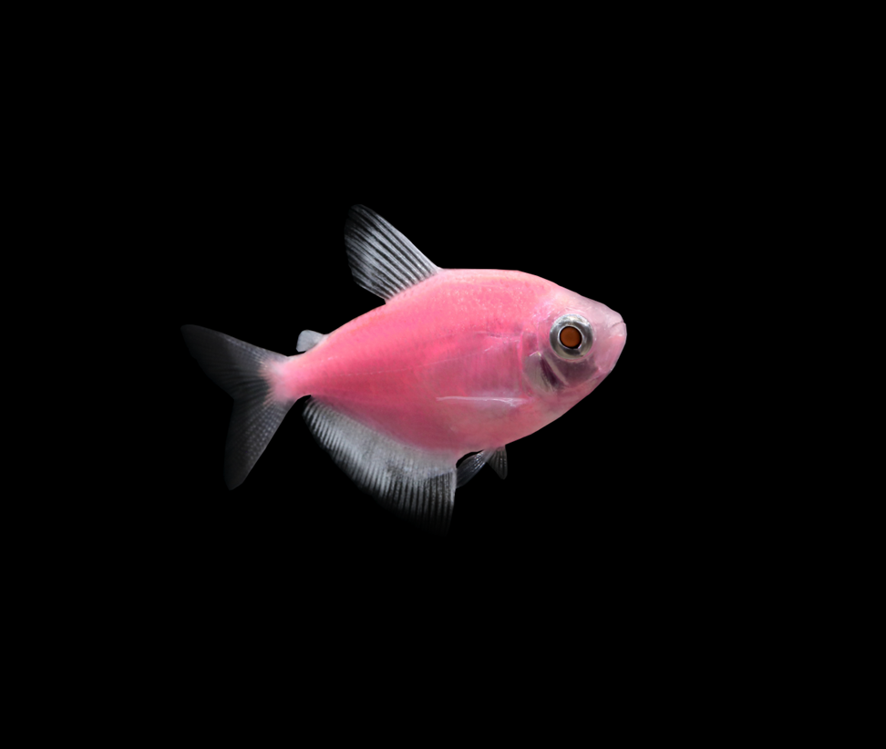 Moonrise Pink GloFish Tetra – www.coralreeftn.com