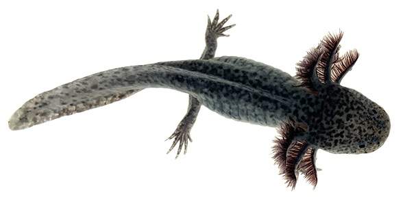 Axanthic Axolotl – www.coralreeftn.com