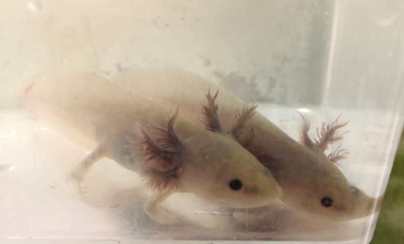 Copper Melanoid Axolotl – www.coralreeftn.com