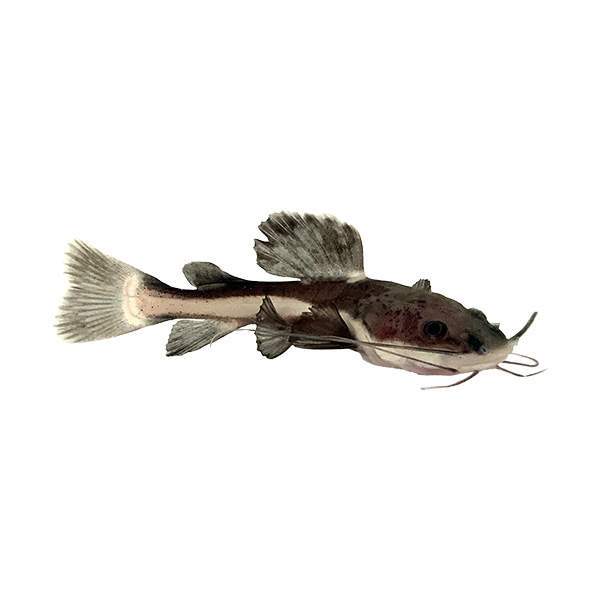 Redtail Catfish – www.coralreeftn.com