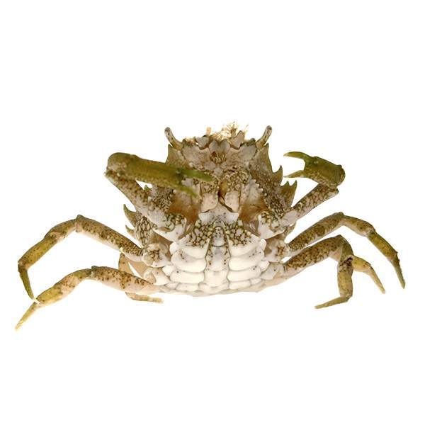Pitho Crab – www.coralreeftn.com