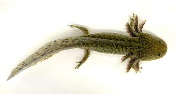 GFP Wild Type Axolotl – www.coralreeftn.com