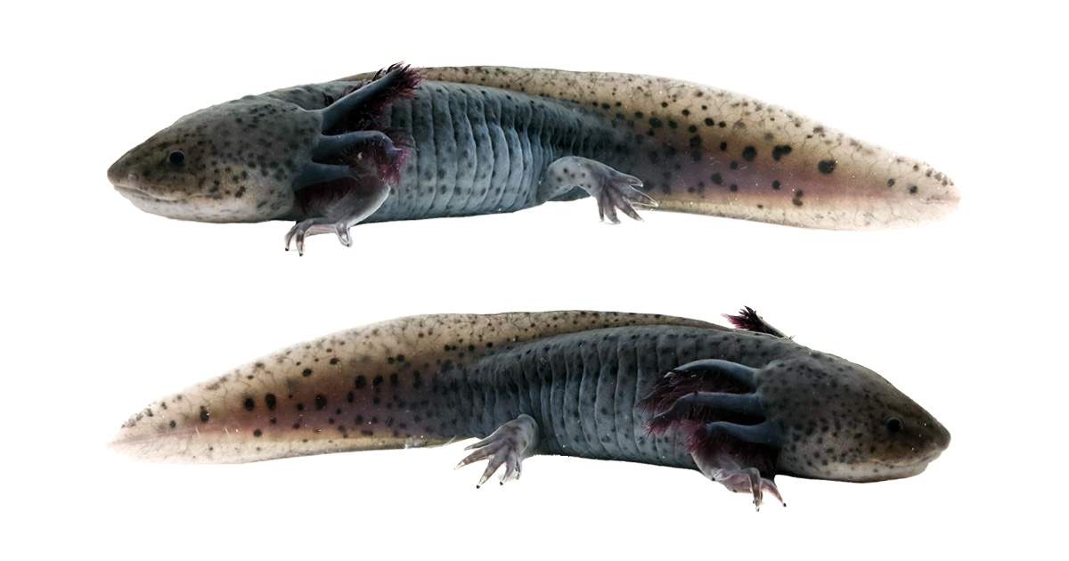 Axanthic Axolotl WYSIWYG – www.coralreeftn.com