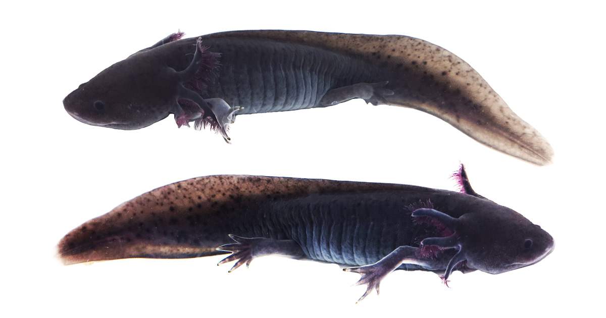 Axanthic Axolotl WYSIWYG – www.coralreeftn.com