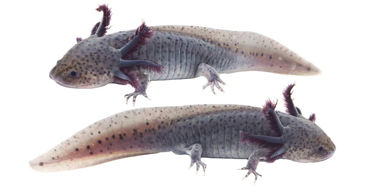 Axanthic Axolotl WYSIWYG – www.coralreeftn.com