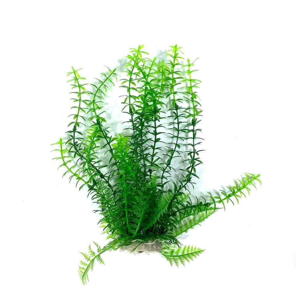 Light Green/Green Narrow Leaf Plant, – www.coralreeftn.com