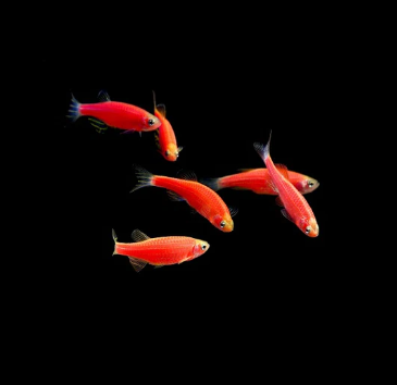 Starfire Red Zebra Danios – www.coralreeftn.com