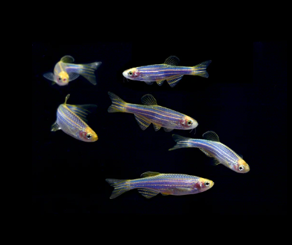 Cosmic Blue Zebra Danio Glofish – www.coralreeftn.com