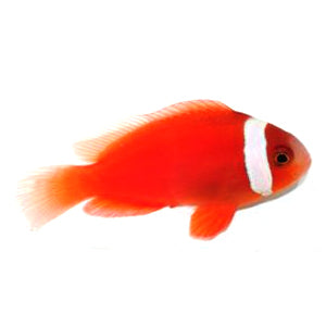 SA Ruby Clown – www.coralreeftn.com