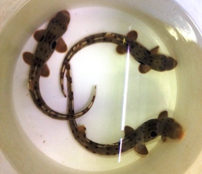 Australian Epaulette Shark-Pup – www.coralreeftn.com