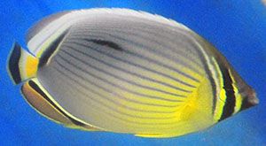 Redfin (Melon) Butterflyfish – www.coralreeftn.com