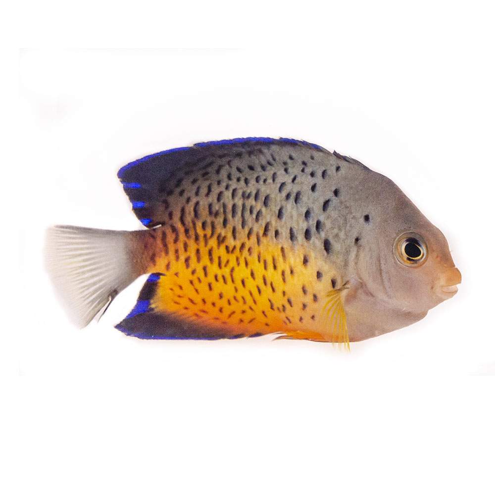 Rusty Angel – www.coralreeftn.com