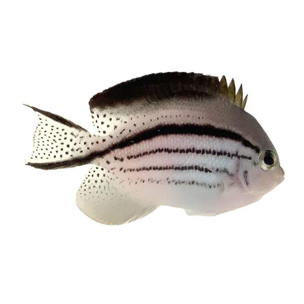 Lamarck Angelfish – www.coralreeftn.com