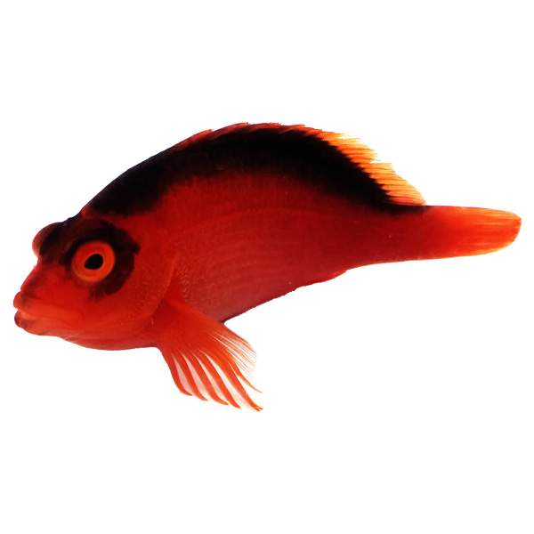 Flame Hawk – www.coralreeftn.com