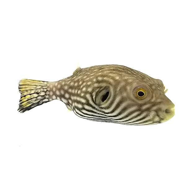Reticulated Puffer – www.coralreeftn.com