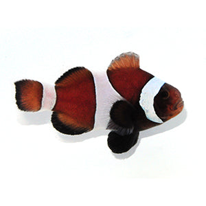 Clownfish Chocolate – www.coralreeftn.com