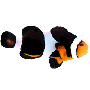 Clownfish Chocolate Mocha – www.coralreeftn.com