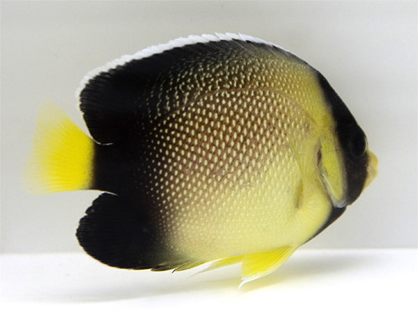Cream Angelfish – www.coralreeftn.com