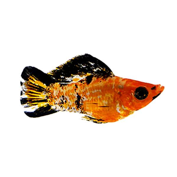 Balloon Molly Mix – www.coralreeftn.com