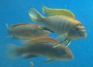 Hongi Red-Top Lab Cichild – www.coralreeftn.com