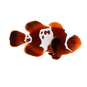 Clownfish Gold Lightning Maroon – www.coralreeftn.com