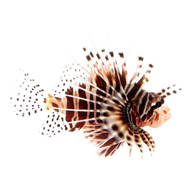 Antennata Lionfish – www.coralreeftn.com