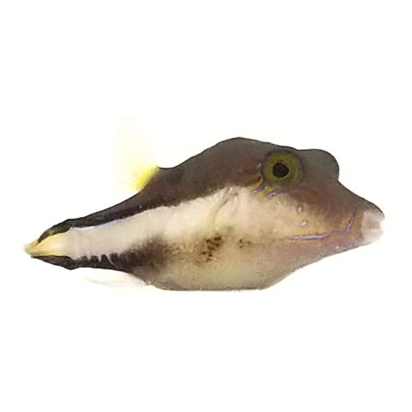 Caribbean Sharpnose Puffer – www.coralreeftn.com