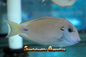 Lieutenant Tang – www.coralreeftn.com