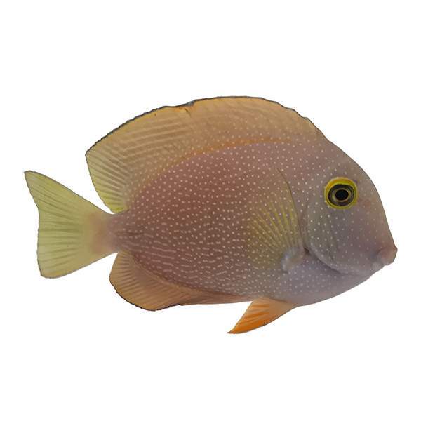 Yellow Spotted Bristletooth Tang – www.coralreeftn.com