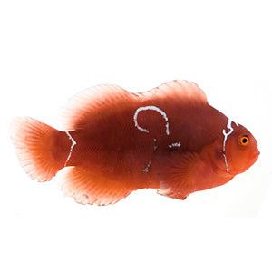 Clownfish White Sparky Maroon – www.coralreeftn.com