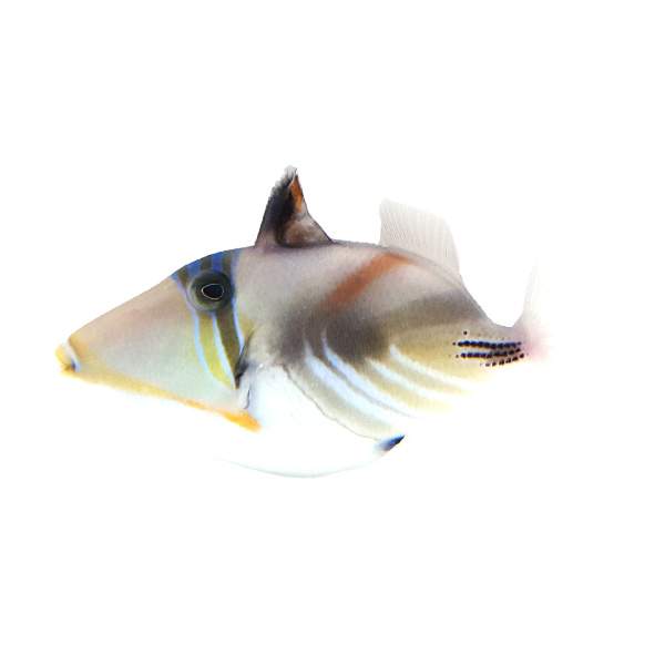 Humu Picasso Triggerfish – www.coralreeftn.com
