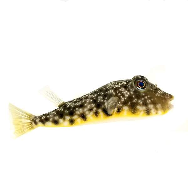 Bandtail Puffer (Sand Puffer) – www.coralreeftn.com