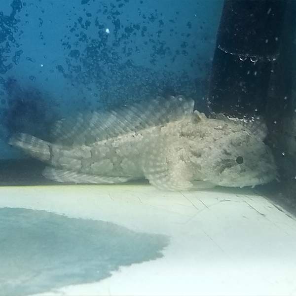 Caribbean Sand Gulf Toadfish – www.coralreeftn.com