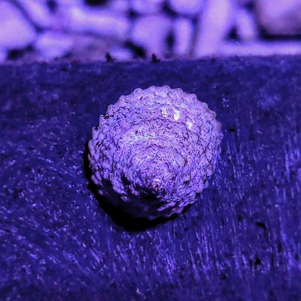 Astrea Snail – www.coralreeftn.com