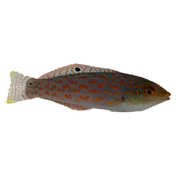 Timor Wrasse – www.coralreeftn.com