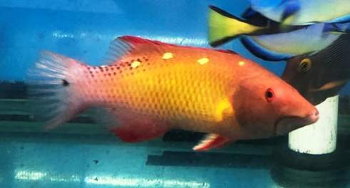 Diana Hogfish – www.coralreeftn.com