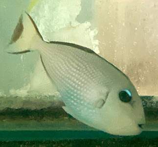 Blue Throat Trigger Female – www.coralreeftn.com