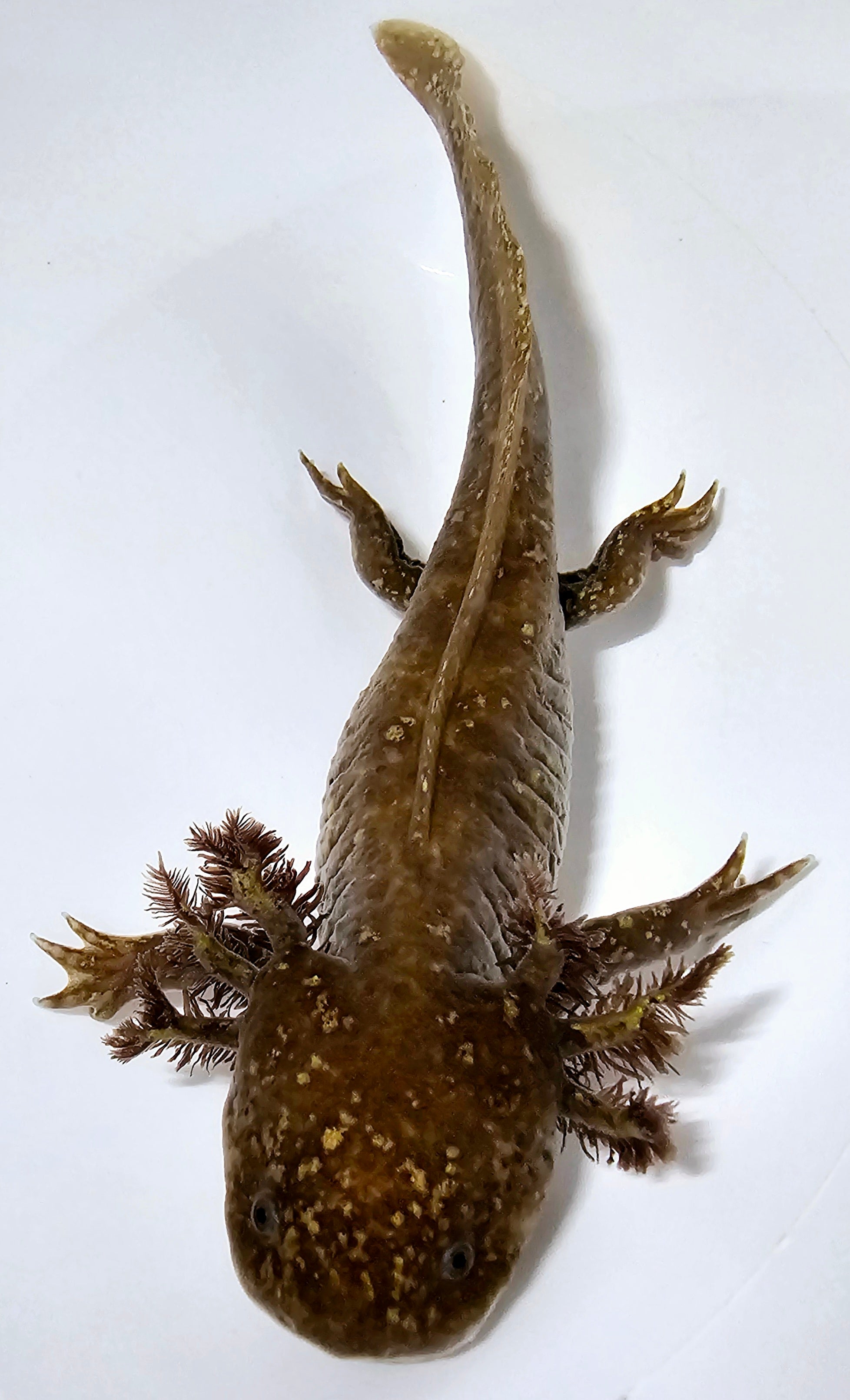 SA WYSIWYG Copper Axolotl – www.coralreeftn.com