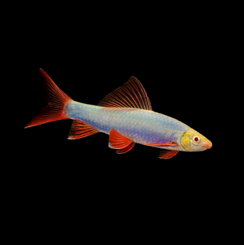 Cosmic Blue GloFish Shark – www.coralreeftn.com