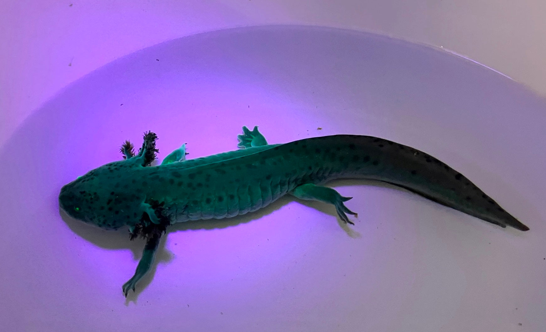 GFP Axanthic Axolotl – www.coralreeftn.com