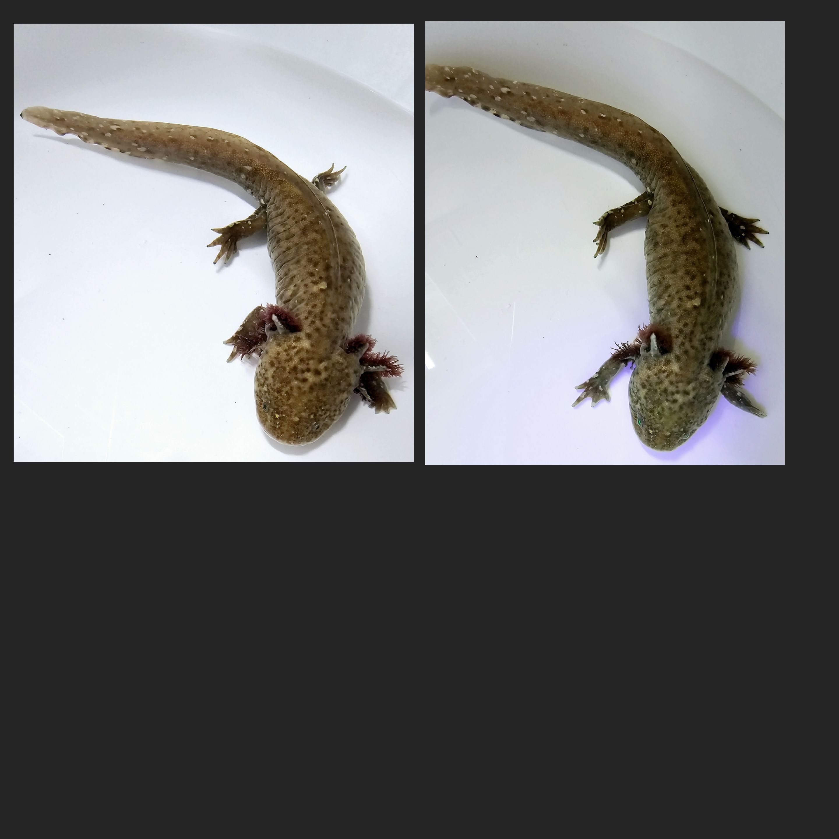 SA GFP Copper Axolotl – www.coralreeftn.com