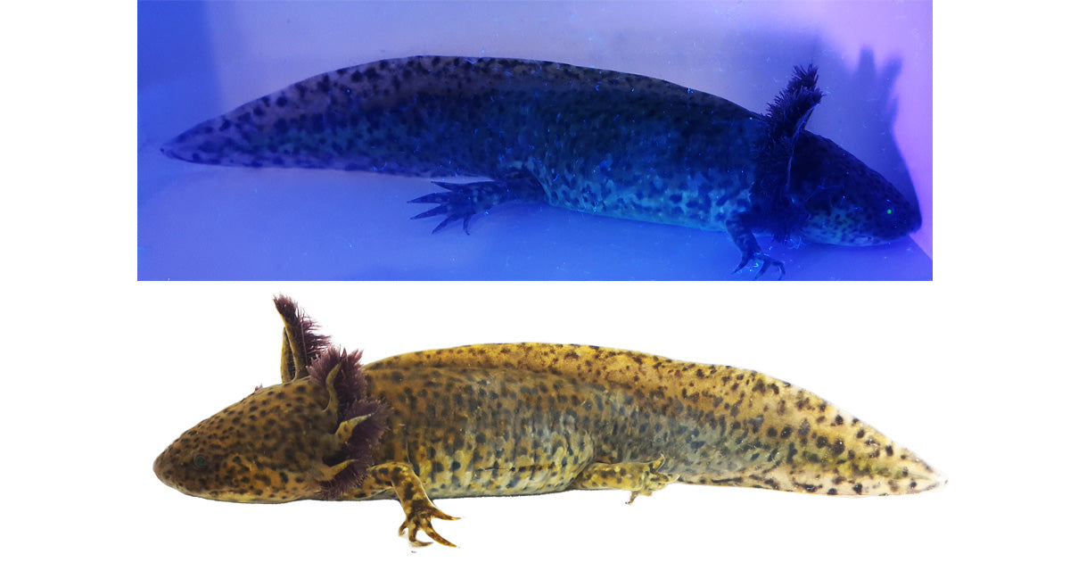 GFP Wild-Type Axolotl – www.coralreeftn.com
