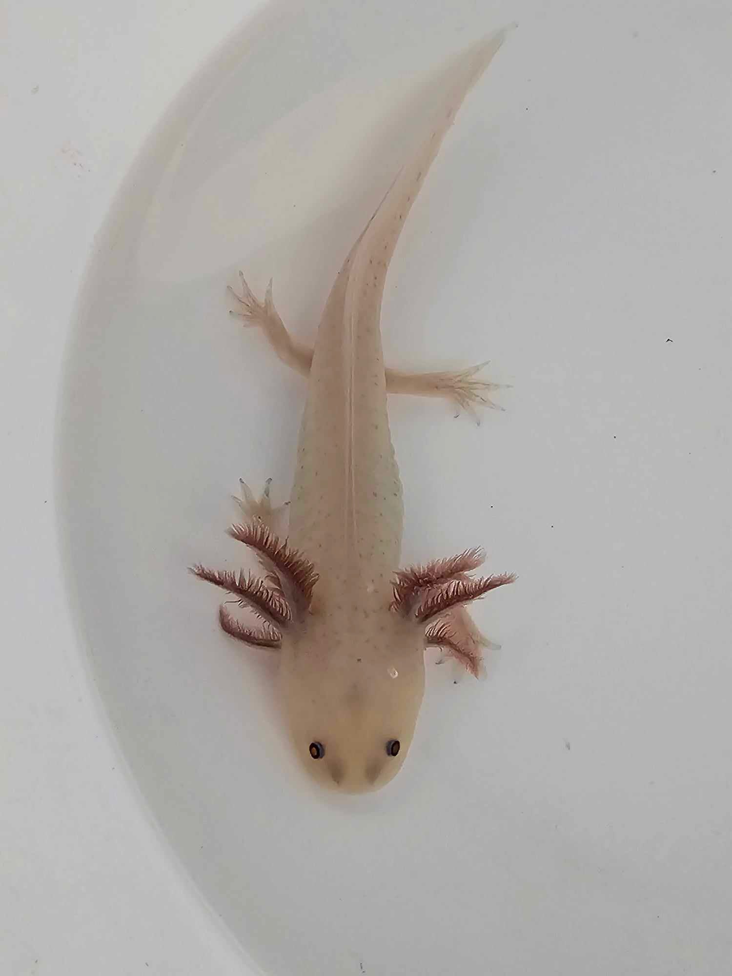 Hypomelanistic Axolotl – www.coralreeftn.com