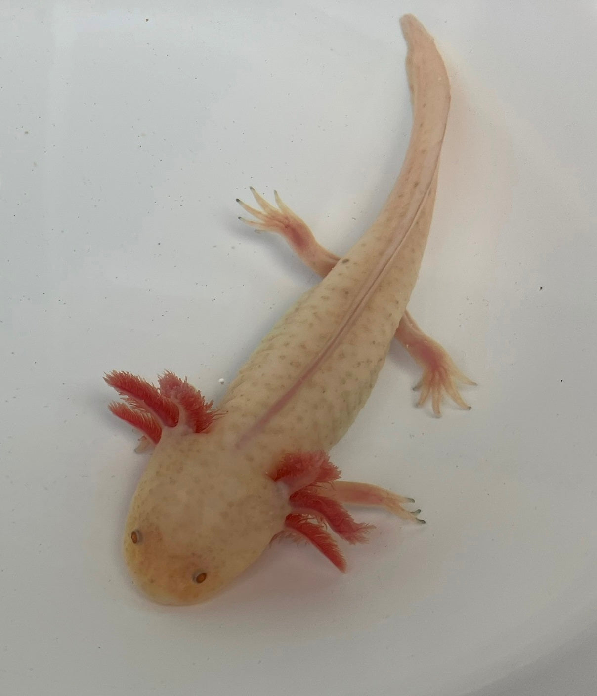 Hypomelanistic Axolotl – www.coralreeftn.com