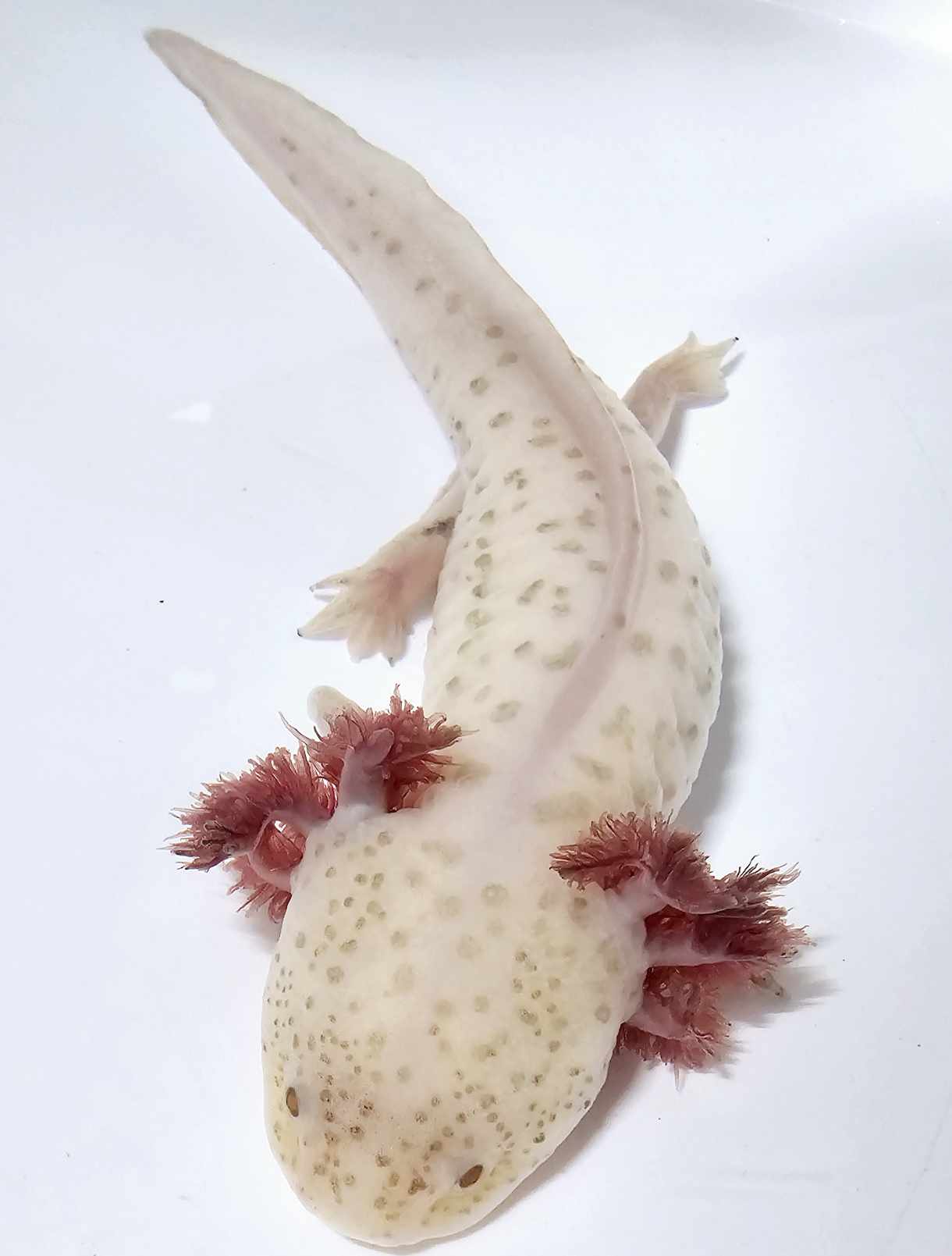 Hypomelanistic Axolotl – www.coralreeftn.com