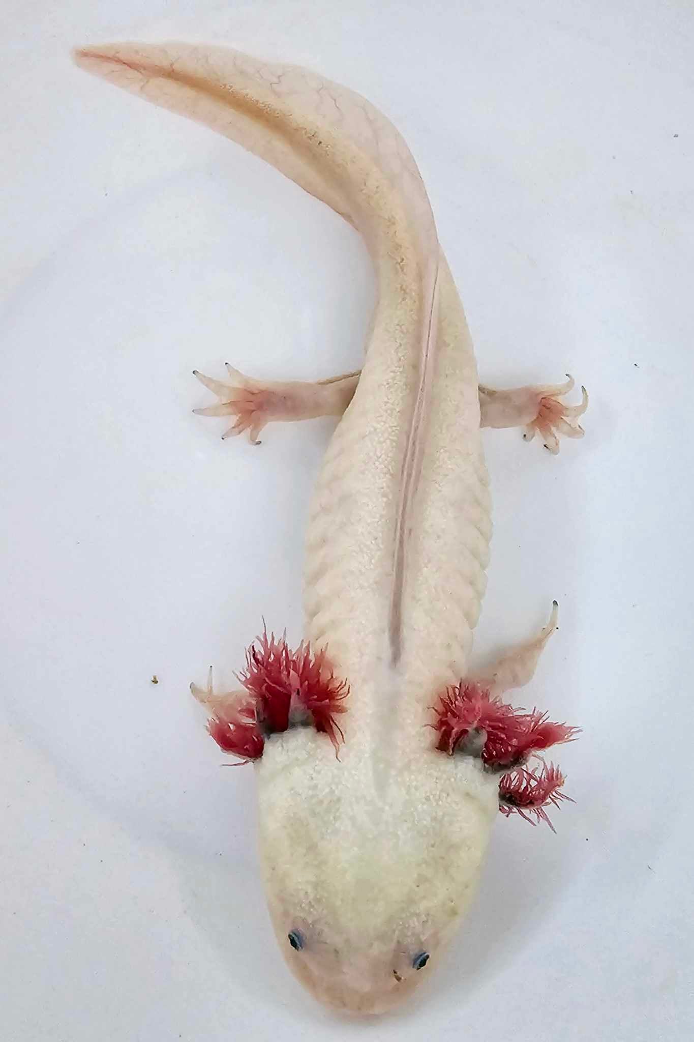 Leucistic Axolotl – www.coralreeftn.com